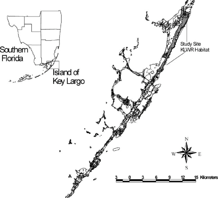 Florida Wood Rat Crisis! – The Department of Lateral Thinking