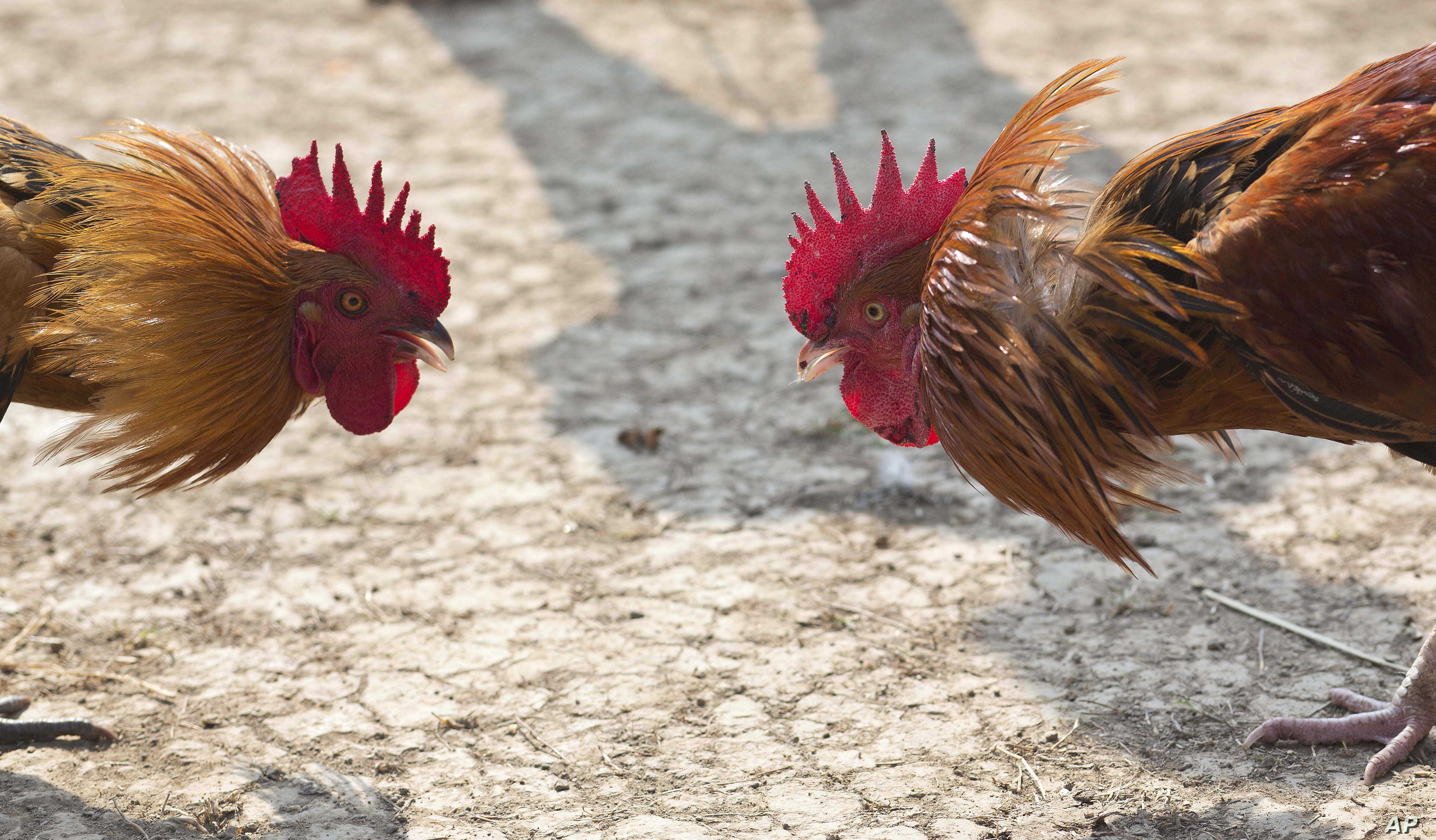 Pecking Order – The Department of Lateral Thinking