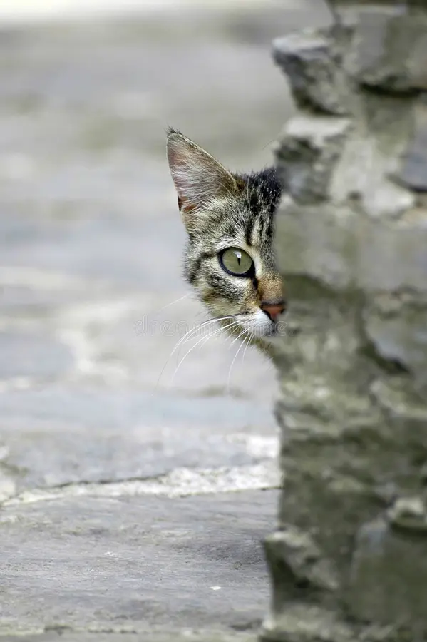 Curiosity Doesn’t Always Kill The Cat – The Department of Lateral Thinking